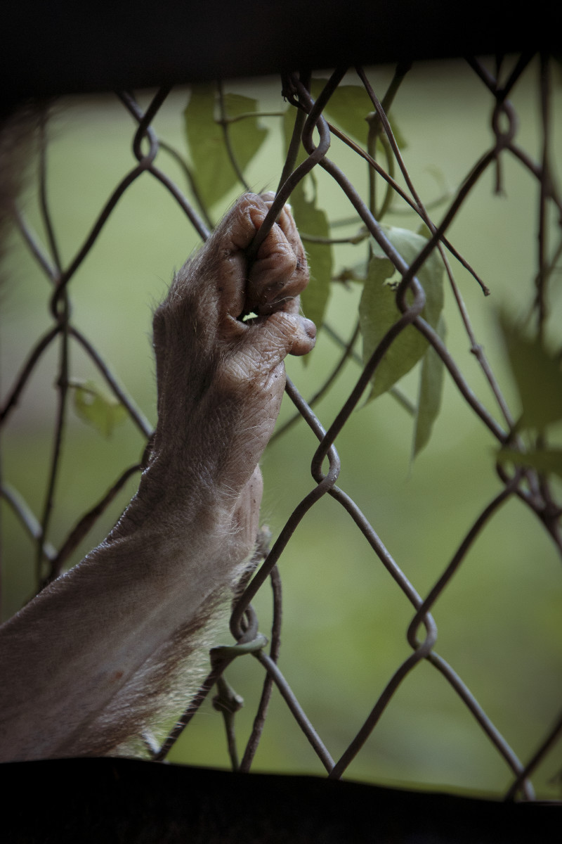 Chained by coconut • Kolga